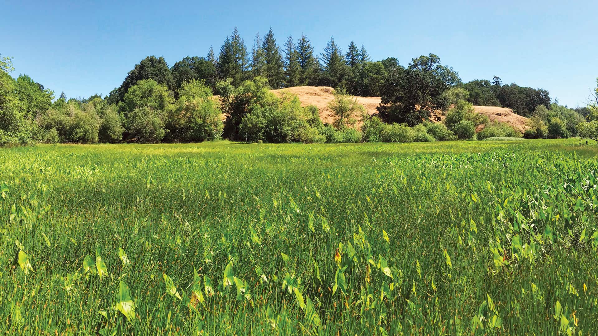 A Farm Goes Back to the Land