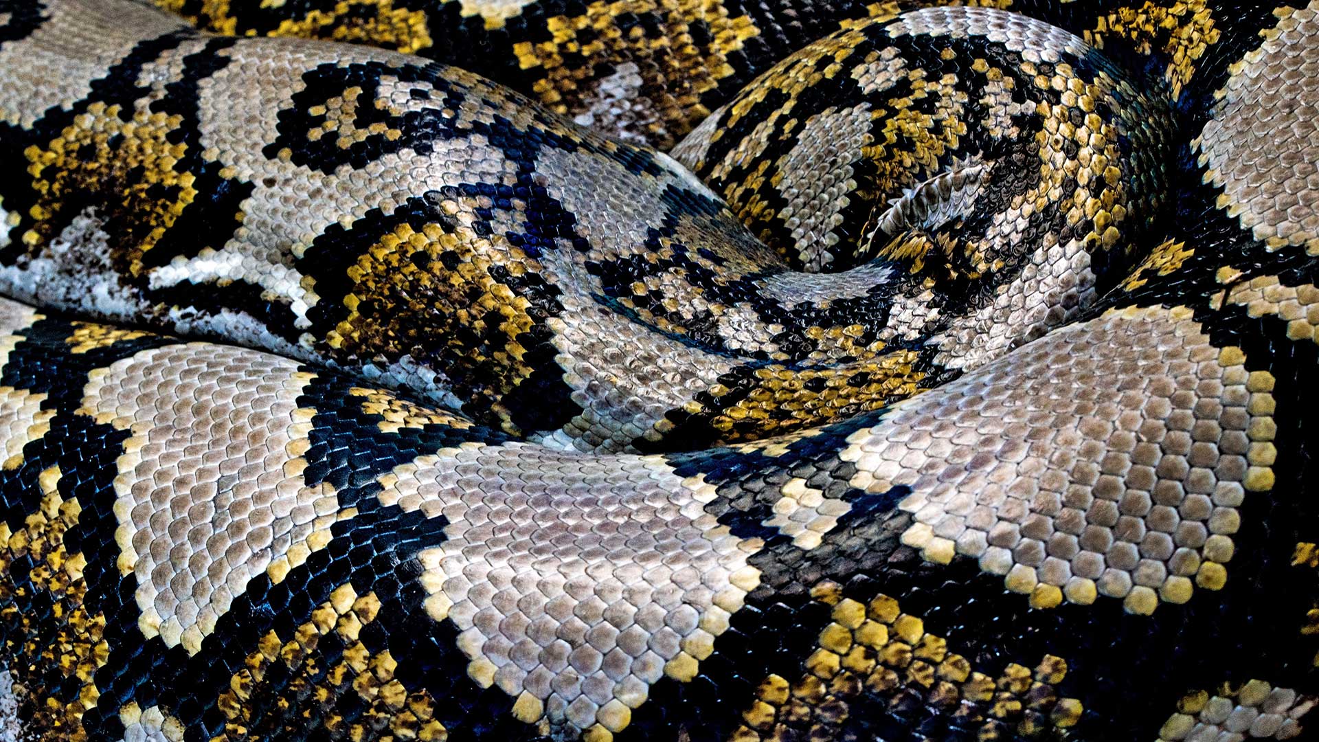 ArcGIS API for Python Core Concepts: Python, APIs, and REST