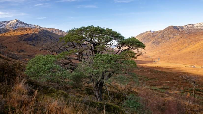 A 300-Year-Old Map and GIS Guide Rewilding in the Scottish Highlands