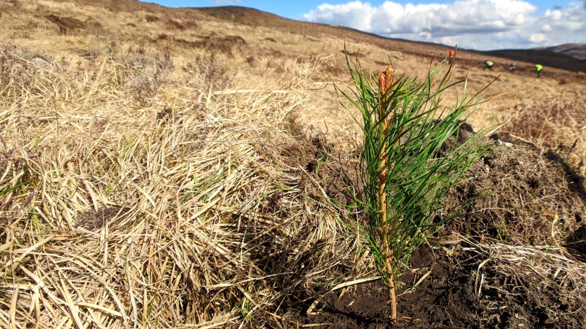 A 300-Year-Old Map and GIS Guide Rewilding in the Scottish Highlands