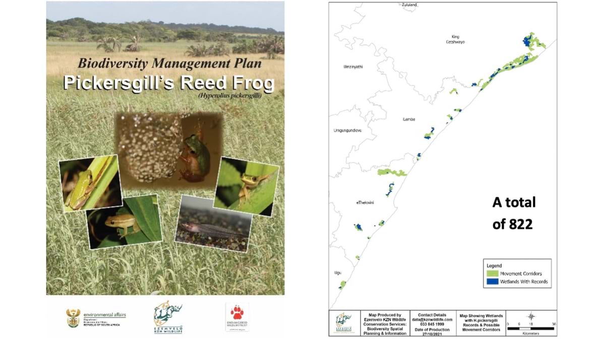 A Rising Chorus of Tiny Frogs Signals Conservation Success