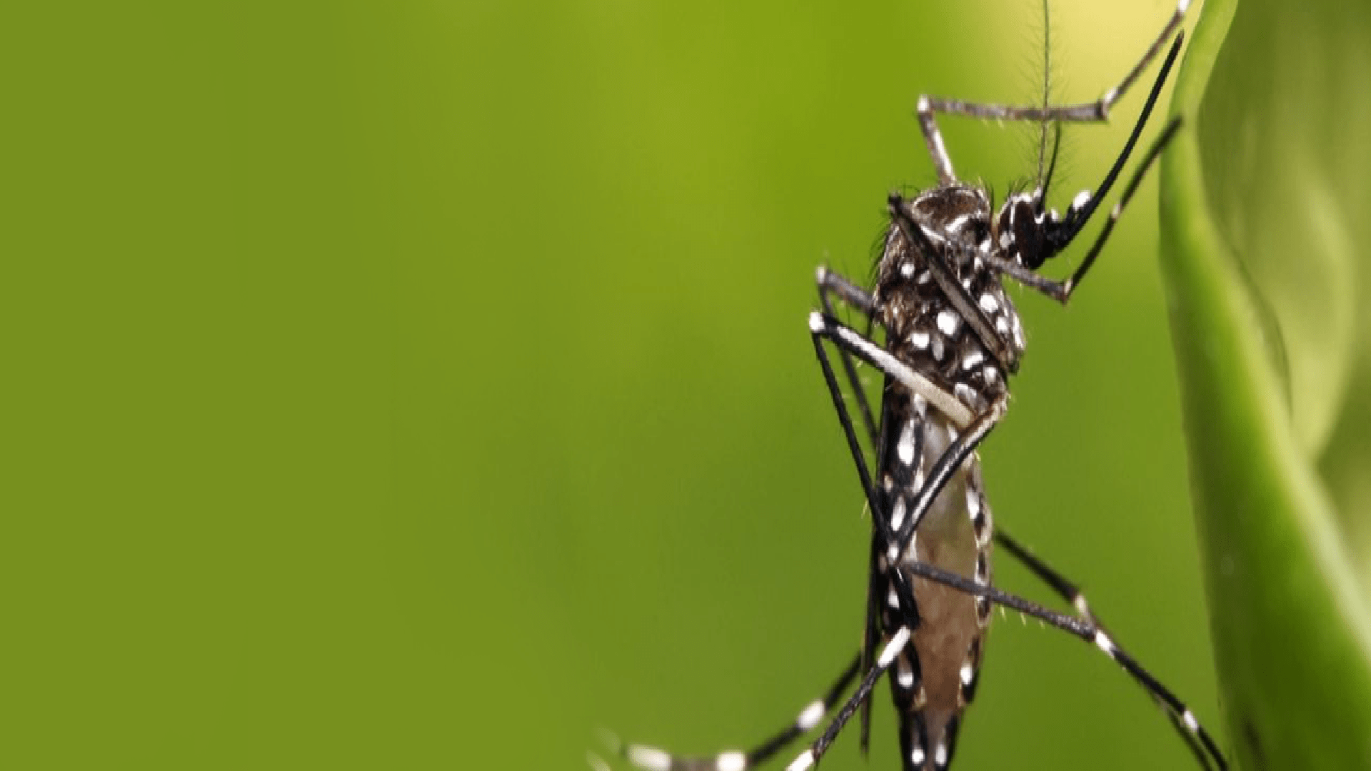 Puerto Rico Battling Mosquitos using Workforce for ArcGIS