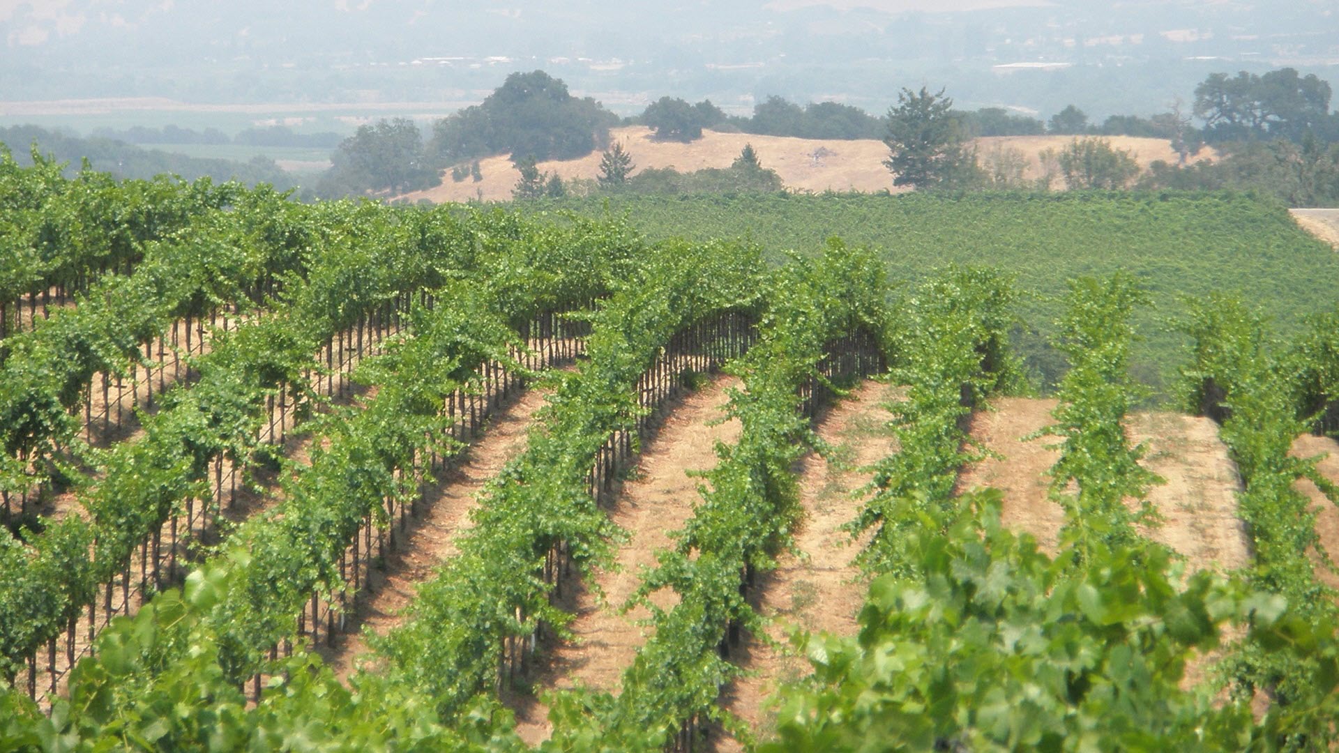 Collect and Manage Vineyard Data