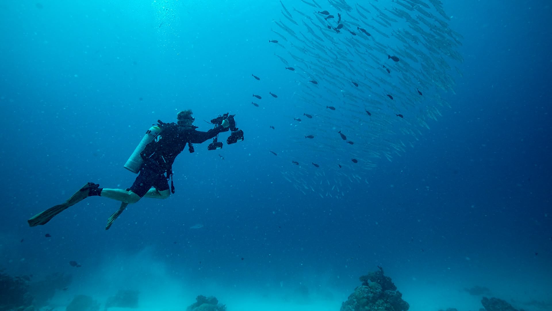 Mission Blue stories inspire action to explore and protect the ocean