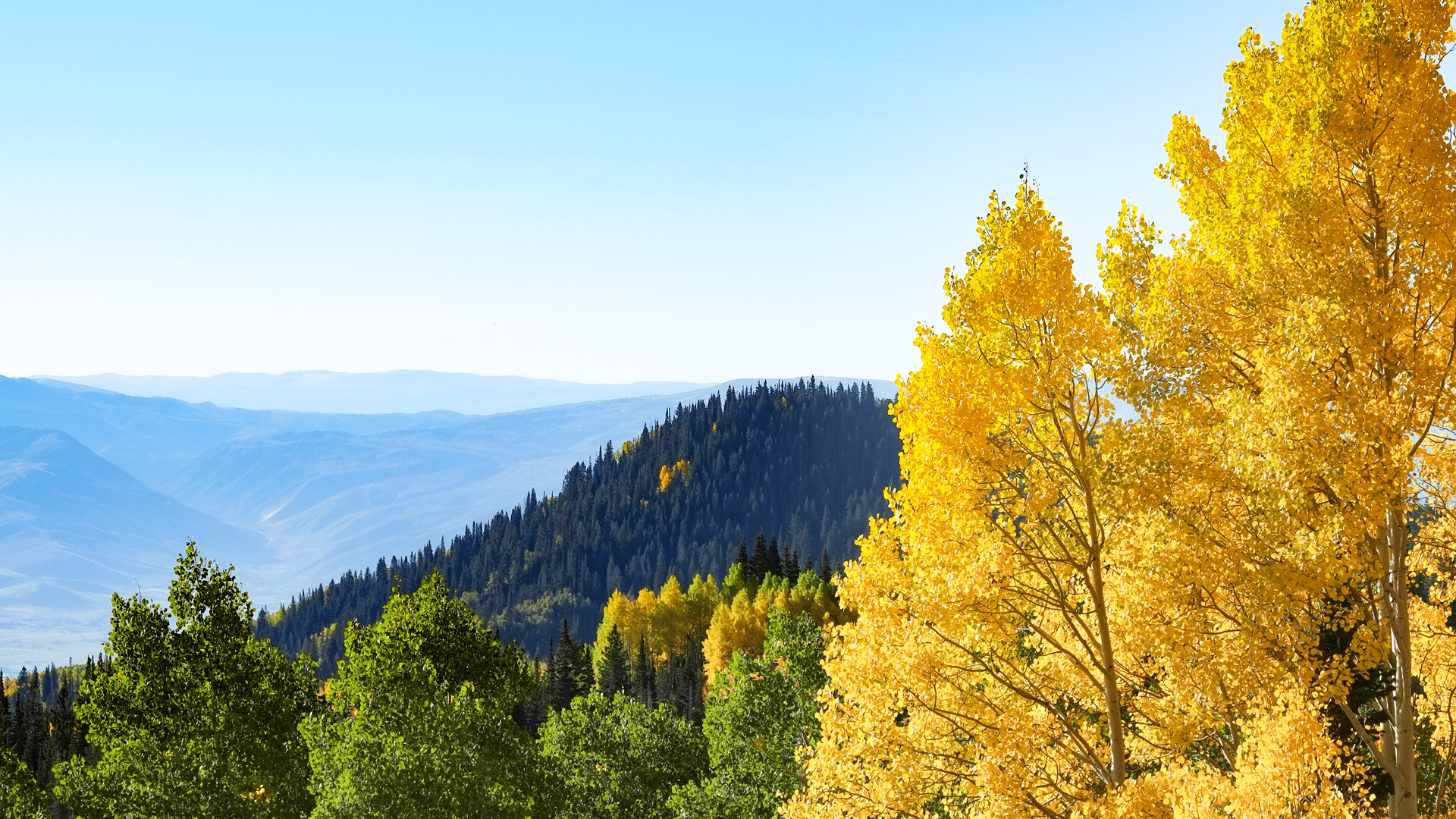 Build forms with ArcGIS Field Maps