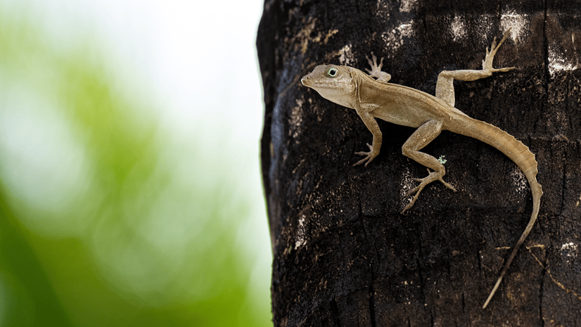 Protected: Dragons in the garden: protecting reptiles and amphibians in ...