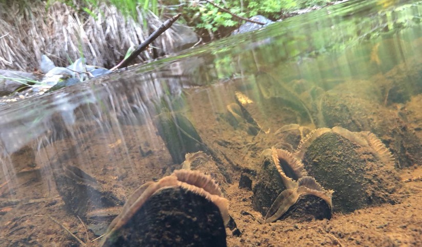 Nature and Environment | ArcGIS StoryMaps