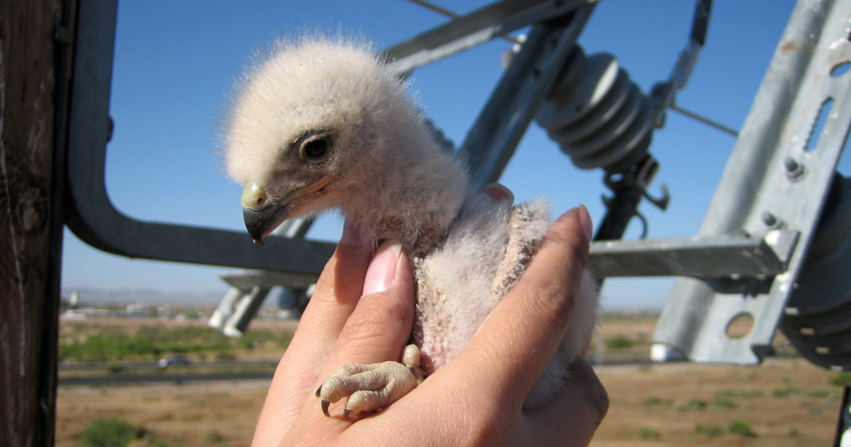 Salt River Project Case Study