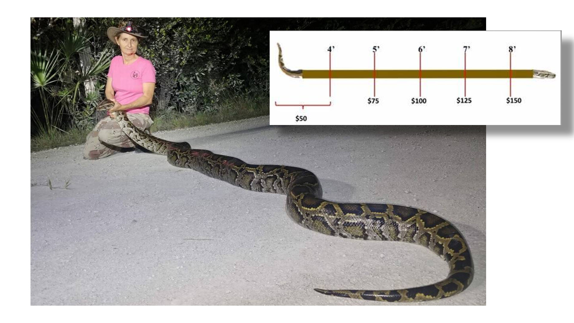South Florida Geospatial Team Advances Everglades Python Removal Program
